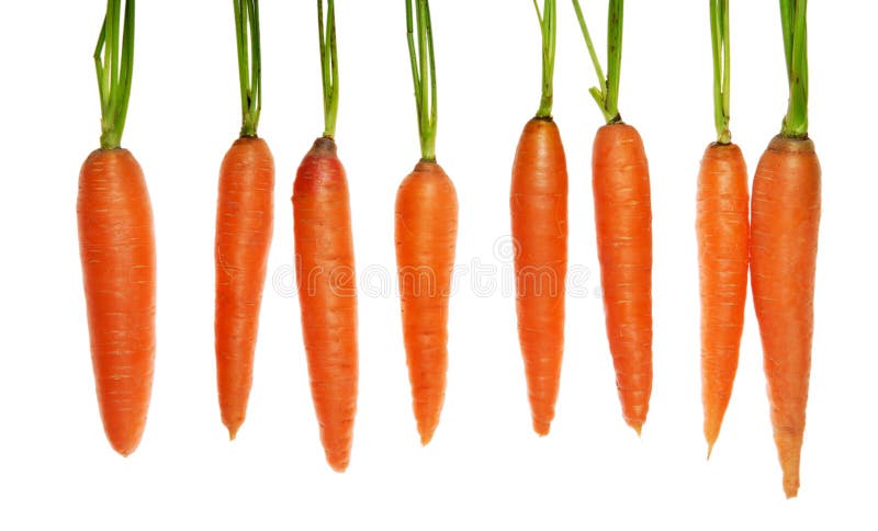 Growing Carrots stock image. Image of carrot, tops, carrots - 9216455