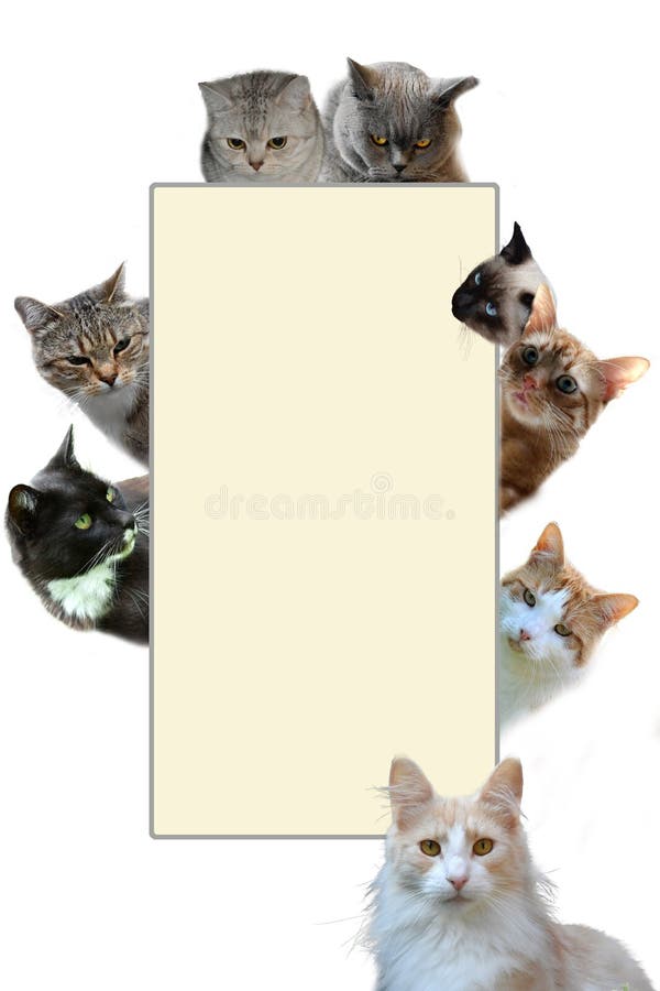Eight Cats Around a Blank Banner Stock Image - Image of hide, banner ...