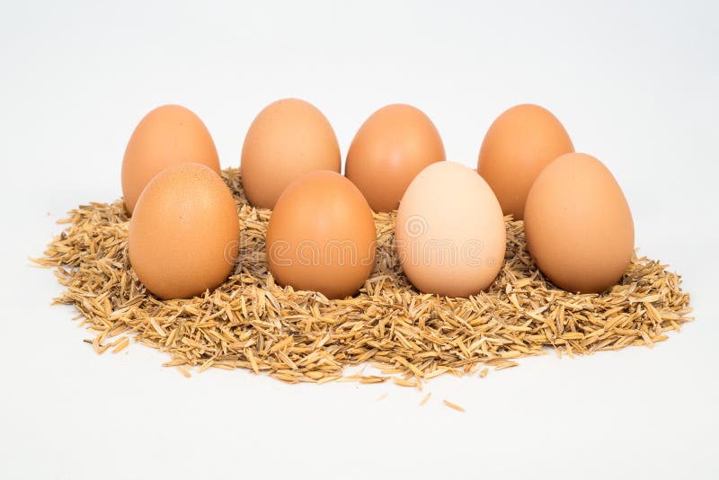 Eight eggs with husk stock photo. Image of cooking, number - 44240886