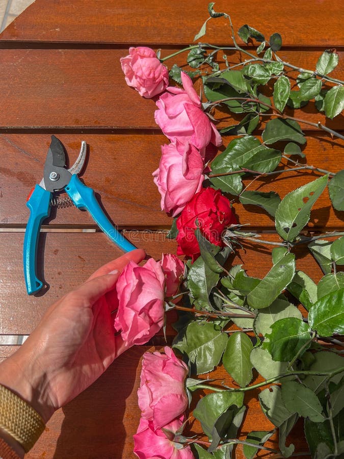 Eight Freshly Cut Pink Roses and One Red Rose are Lying on the Table ...