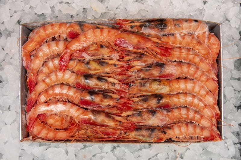 Tiger Gram Stock Photos - Free & Royalty-Free Stock Photos from Dreamstime