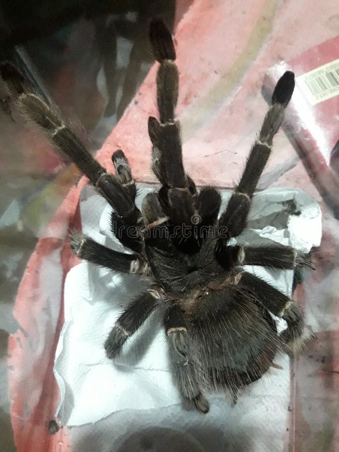 Eight inches tarantula stock photo. Image of wing, weevil - 189313724