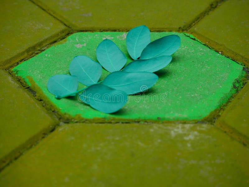 Eight Leaves Pair Natural Theme on Hexagonal Shape Surface Stock Image ...