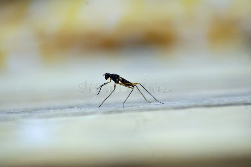 An Eight-leg Black-brown Insect Stock Image - Image of macro, blood ...