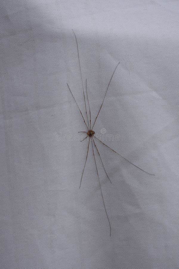 Eight-legged Spider on a White Web, Stock Image - Image of flooring ...