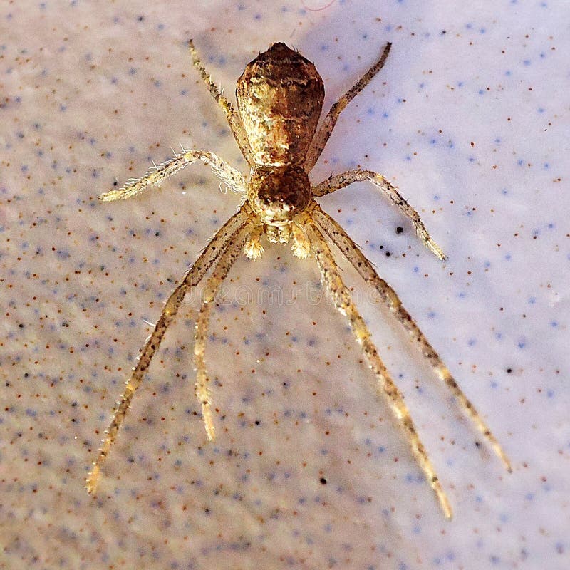 Eight Legs Spider stock photo. Image of arachnid, spider - 241418504