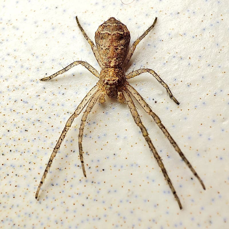 Eight Legs Spider stock image. Image of thread, floor - 241418523