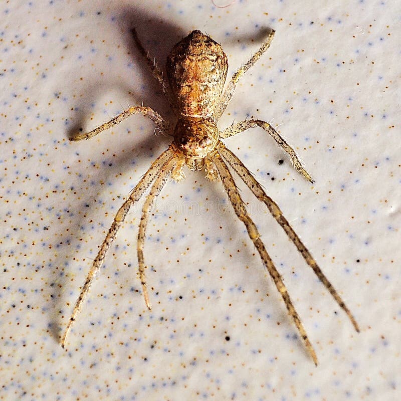 Eight Legs Spider stock photo. Image of arachnid, poisonous - 241418700