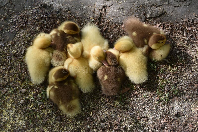 Eight little ducklings stock photo. Image of baby, nature - 121722862