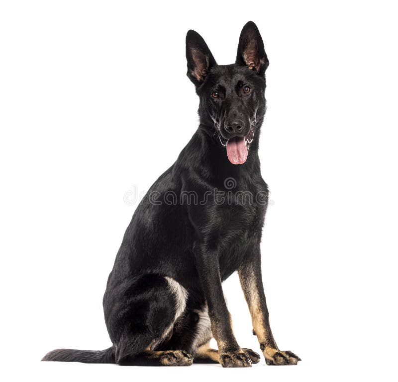 Eight Months Old Black German Shepherd Puppy, Sitting, Panting and ...