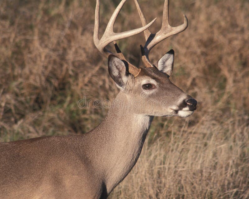 Eight point buck stock photo. Image of animals, north - 1564910