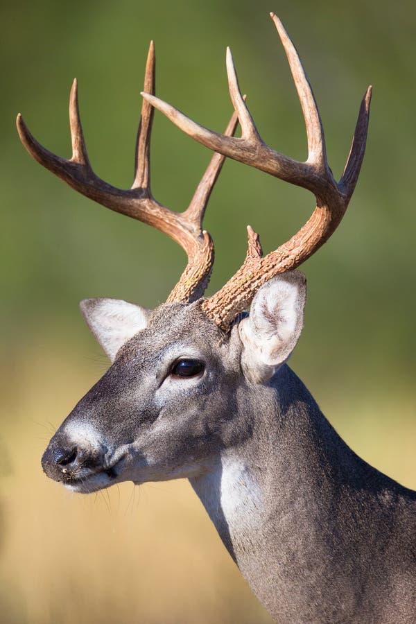 Eight pointer portrait stock image. Image of point, grooming - 80410259