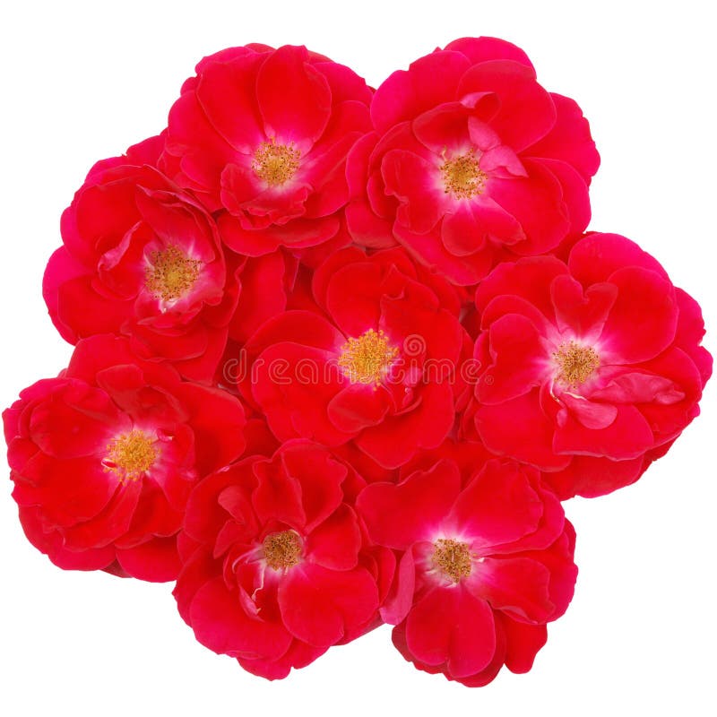 Eight Red Rose Flowers Bouquet on Red Background, Nature, Name Card ...