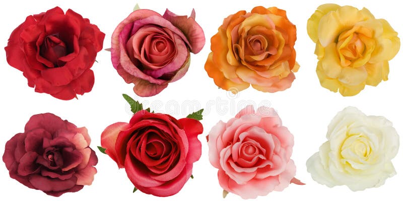 Roses stock image. Image of isolated, close, orange, garden - 1220489