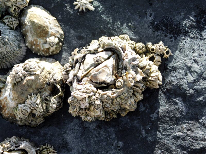 Eight-shell Barnacle stock photo. Image of marine, rock - 162297592