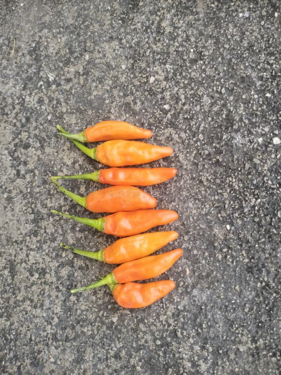 Eight Small Hot chili stock image. Image of chili, small - 377173549