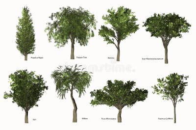 Eight Temperate Trees with Names on White Background Stock Image ...