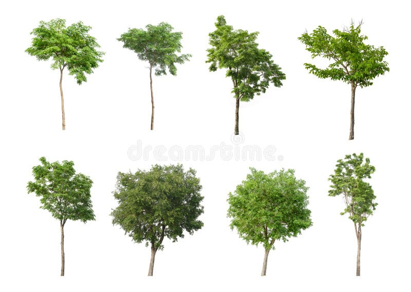 Eight Tree on a White Background, a Collection of Trees,cutting Paths ...
