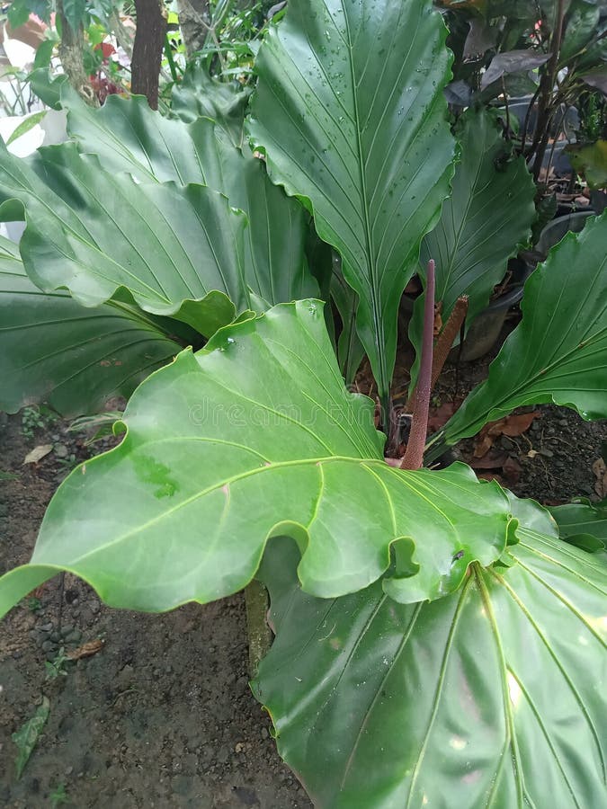 Eight Year Old Love Wave Flower on the Terrace Stock Image - Image of ...