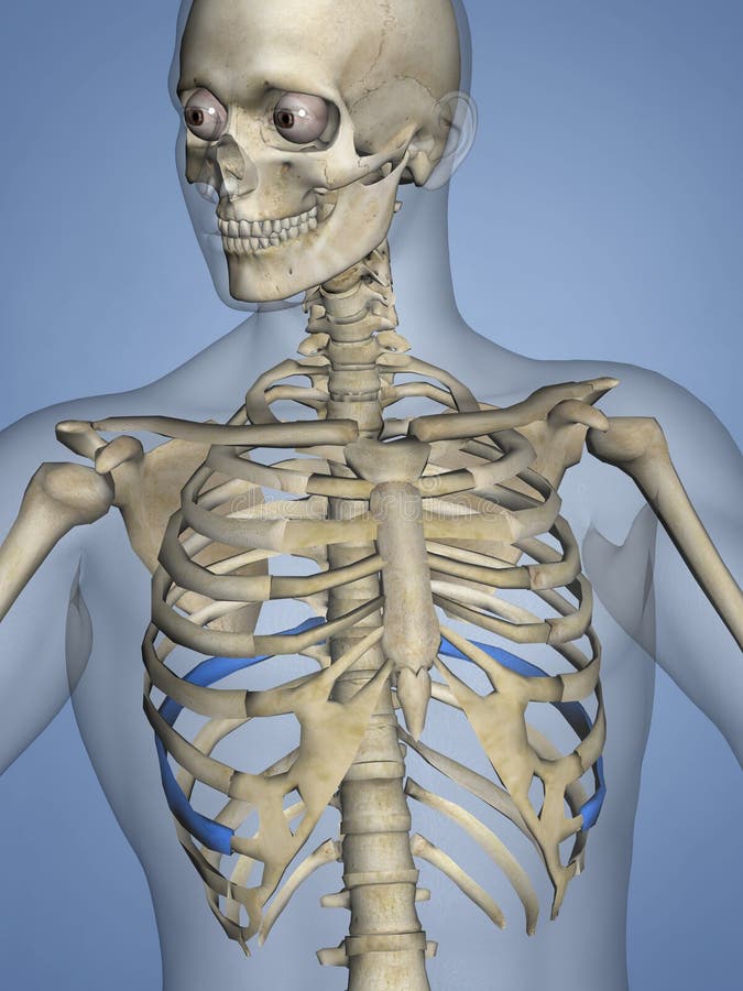 Eighth Rib, Rib Cage, 3D Model Stock Illustration - Illustration of ...