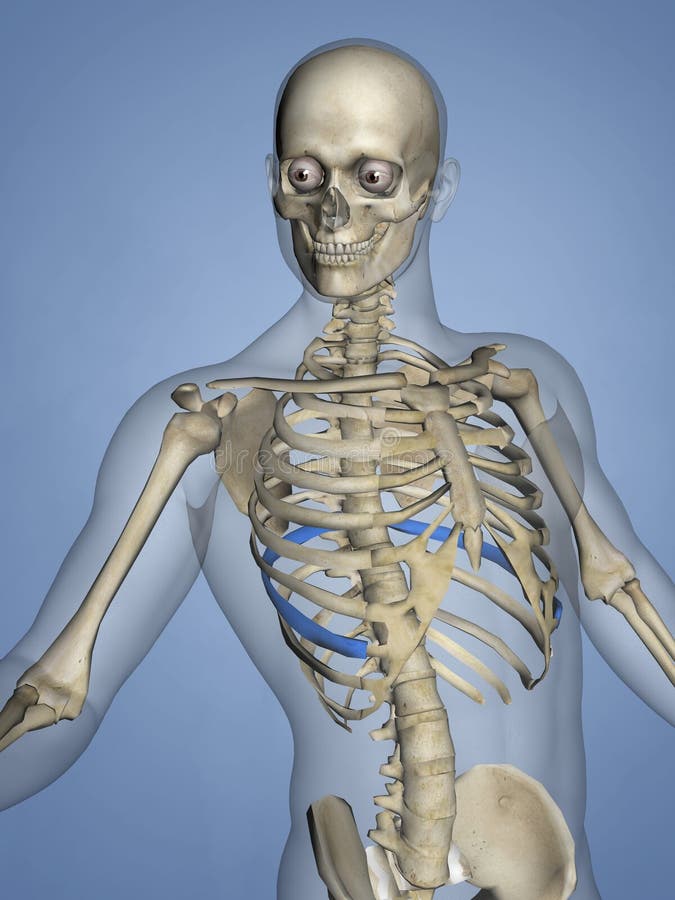 Eighth Rib, Rib Cage, 3D Model Stock Illustration - Illustration of ...