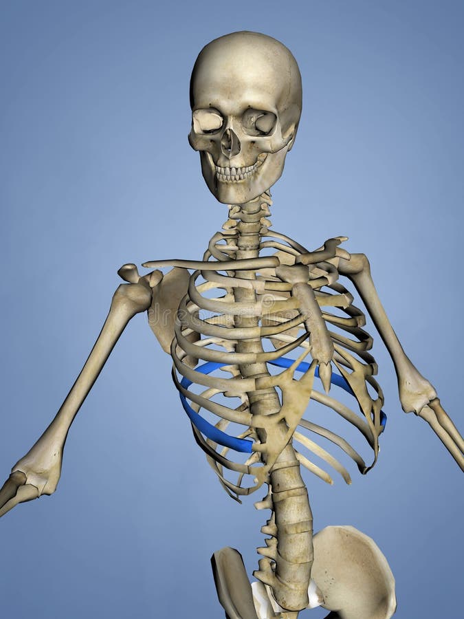 Eighth Rib, Rib Cage, 3D Model Stock Illustration - Illustration of ...