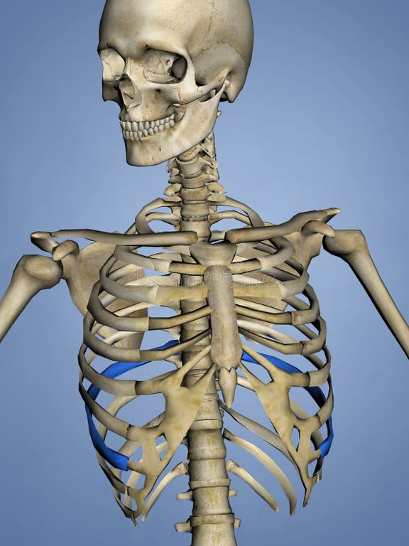 Eighth Rib, Rib Cage, 3D Model Stock Illustration - Illustration of ...