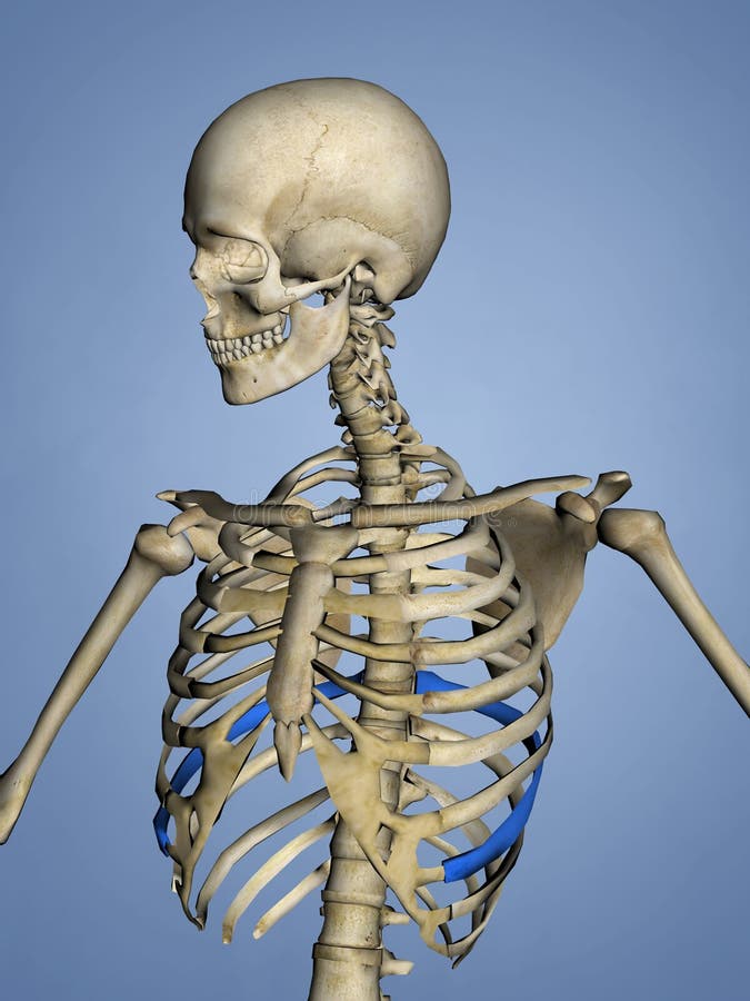 Eighth Rib, Rib Cage, 3D Model Stock Illustration - Illustration of ...