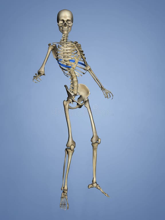 Eighth Rib, Rib Cage, 3D Model Stock Illustration - Illustration of ...