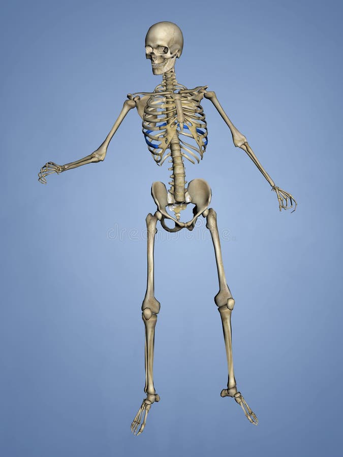 Eighth Rib, Rib Cage, 3D Model Stock Illustration - Illustration of ...