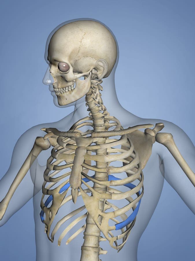 Eighth Rib, Rib Cage, 3D Model Stock Illustration - Illustration of ...