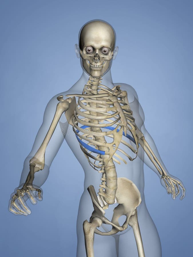 Eighth Rib, Rib Cage, 3D Model Stock Illustration - Illustration of ...