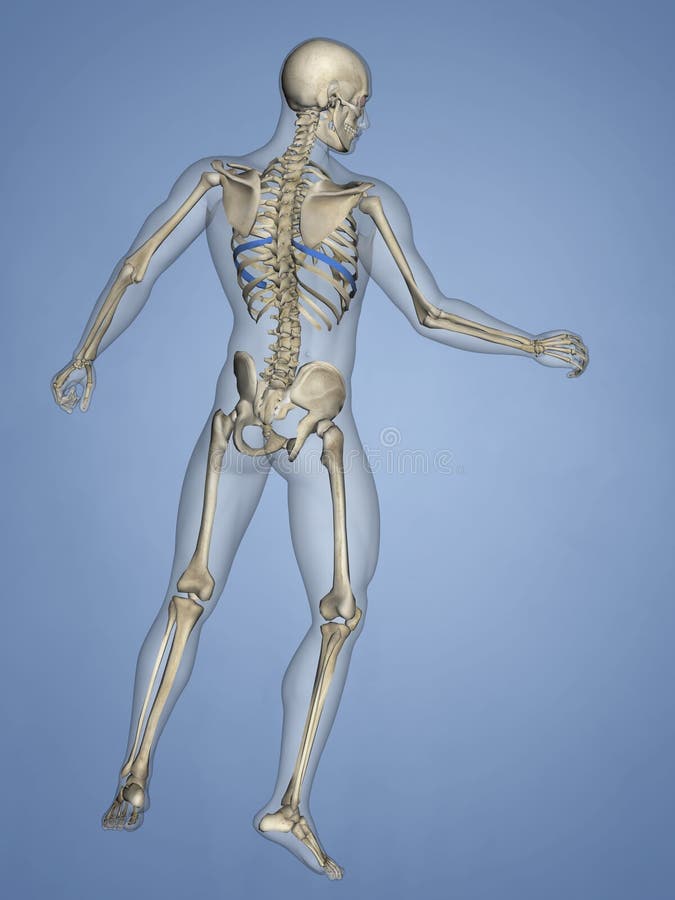 Eighth Rib, Rib Cage, 3D Model Stock Illustration - Illustration of ...