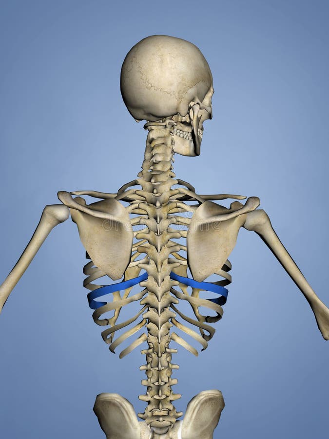 Eighth Rib, Rib Cage, 3D Model Stock Illustration - Illustration of ...