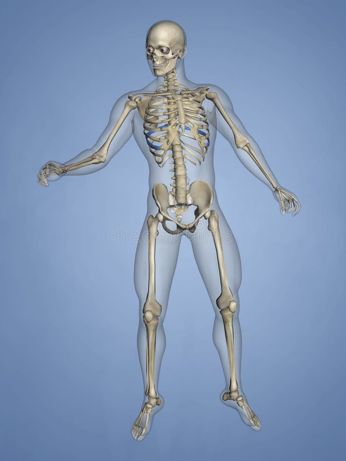 Eighth Rib, Rib Cage, 3D Model Stock Illustration - Illustration of ...