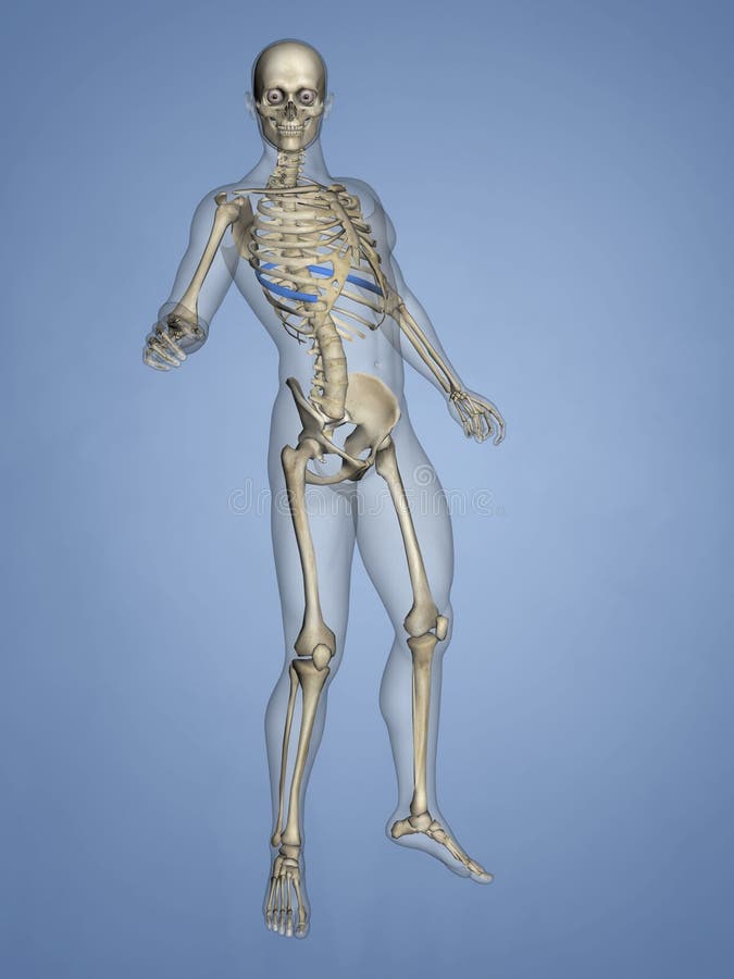 Eighth Rib, Rib Cage, 3D Model Stock Illustration - Illustration of ...