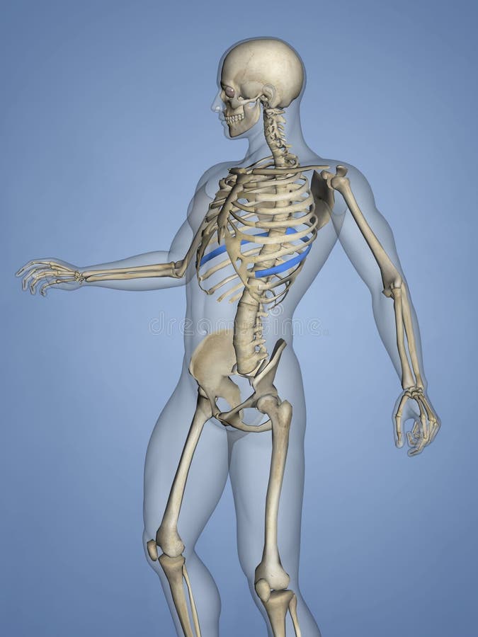 Eighth Rib, Rib Cage, 3D Model Stock Illustration - Illustration of ...