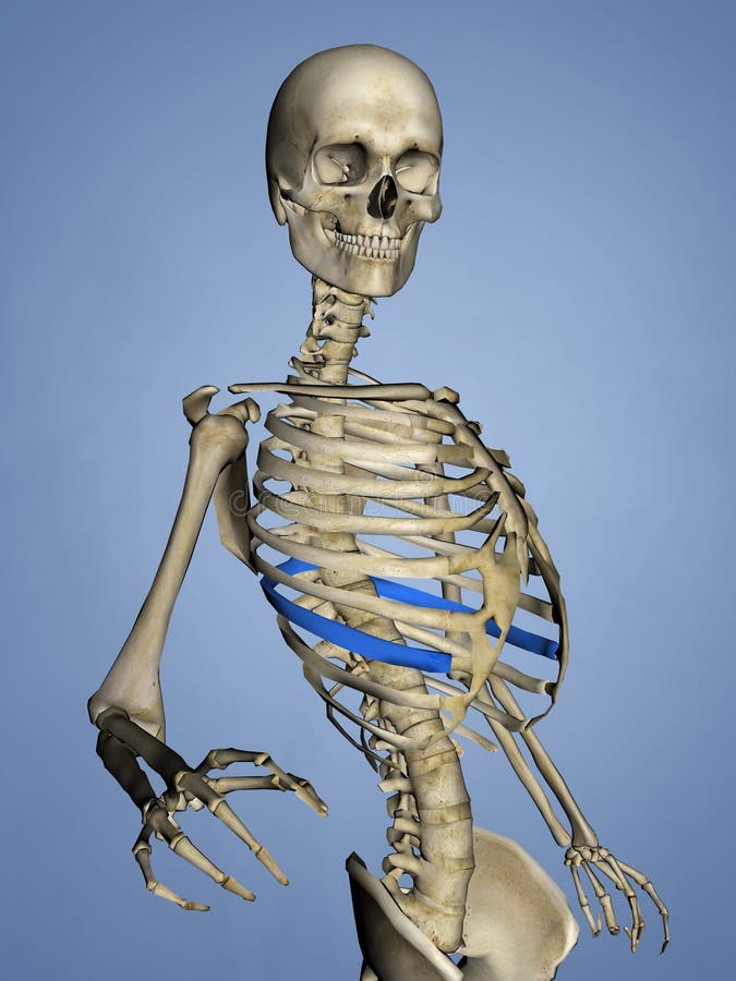 Eighth Rib, Rib Cage, 3D Model Stock Illustration - Illustration of ...