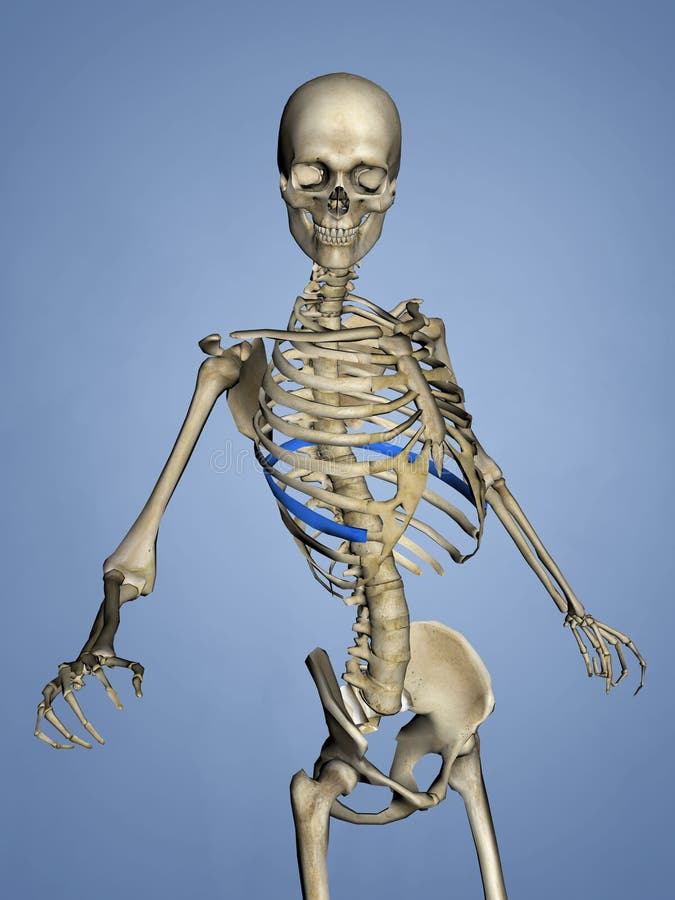 Eighth Rib, Rib Cage, 3D Model Stock Illustration - Illustration of ...