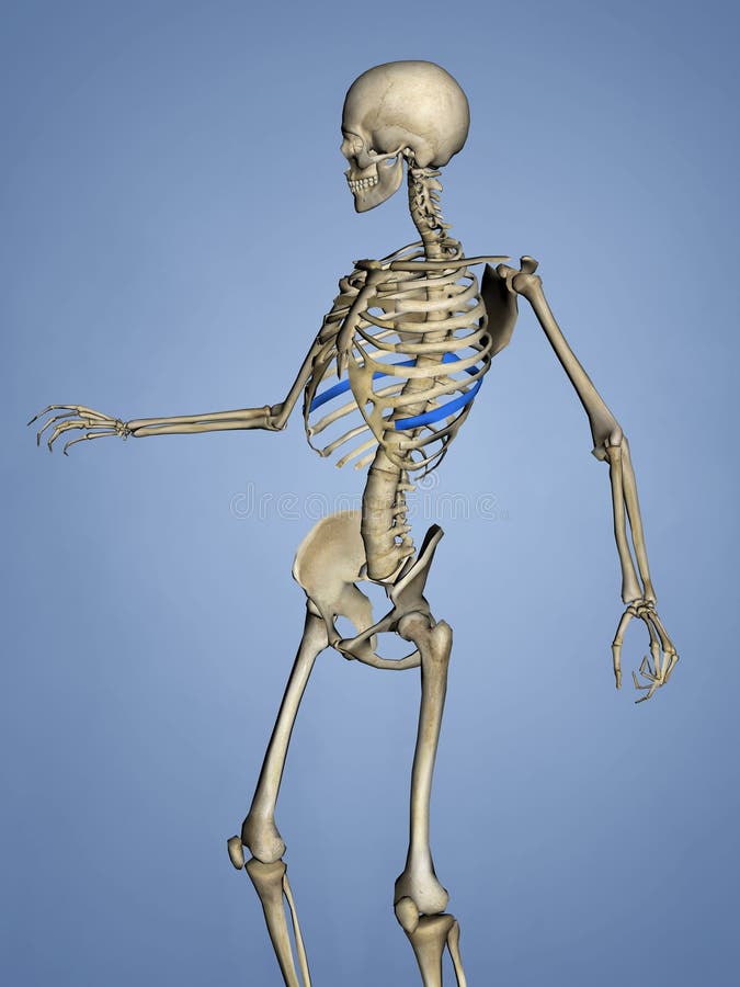 Eighth Rib, Rib Cage, 3D Model Stock Illustration - Illustration of ...