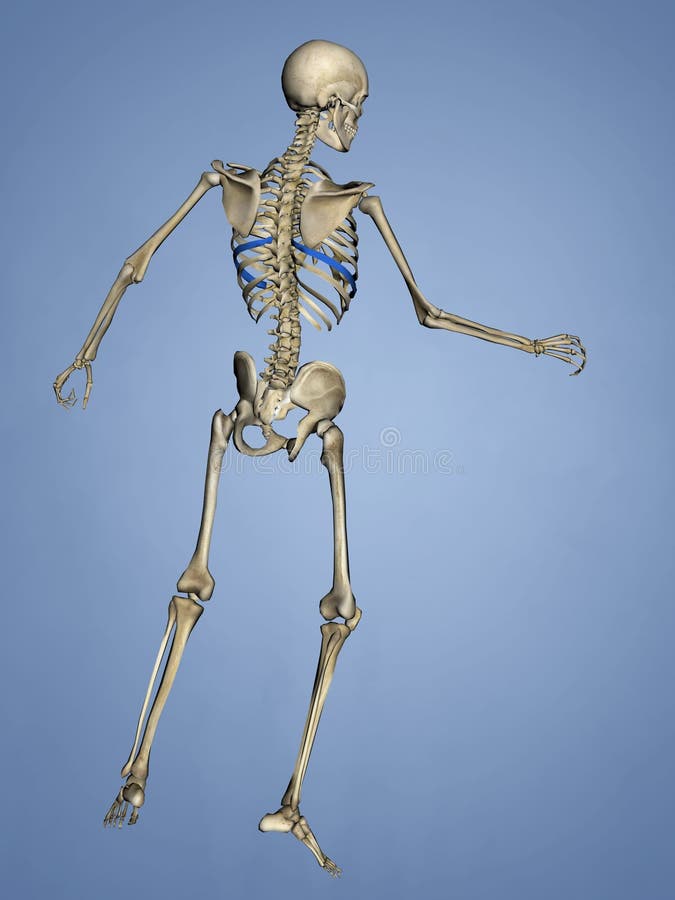 Eighth Rib, Rib Cage, 3D Model Stock Illustration - Illustration of ...