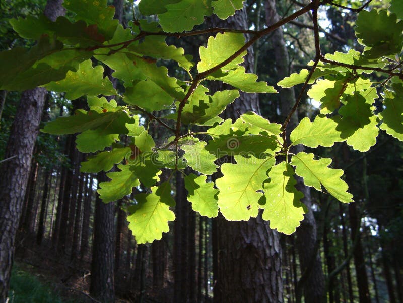 Eik stock image. Image of tree, wood, nature, leaves, bladeren - 114377