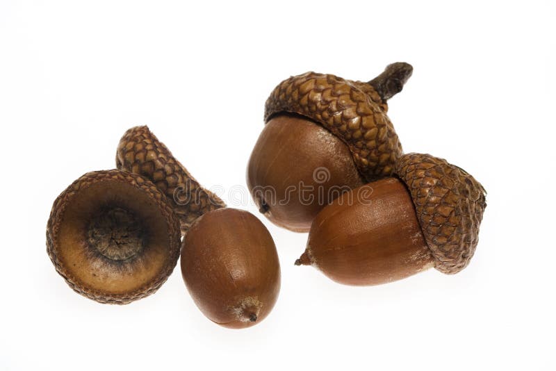 Eikel stock foto. Image of noten, herfst, creativiteit - 10188476