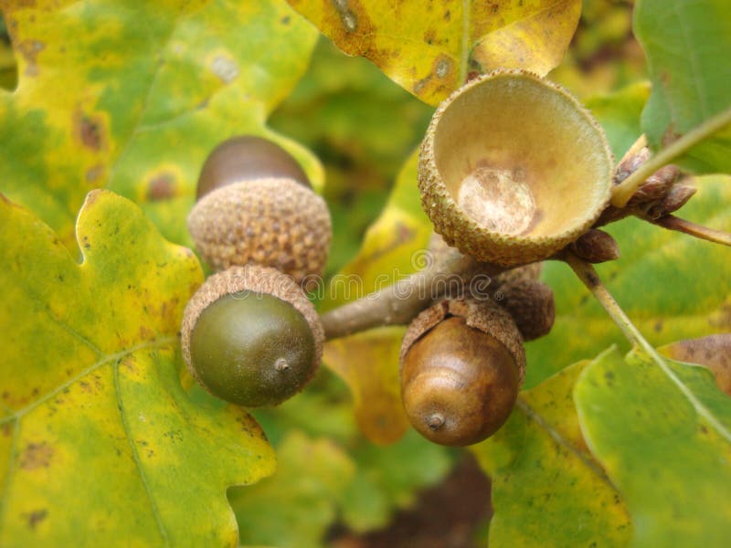 Eikel stock foto. Afbeelding bestaande uit noot, eikel - 6718204