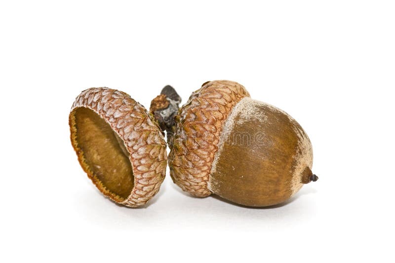 Eikel. stock foto. Image of versieren, bruin, spruit - 14208256