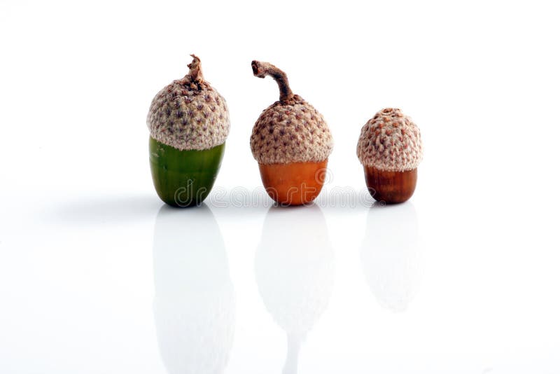 Eikel stock foto. Image of vrucht, begin, augustus, voorwerpen - 16342796