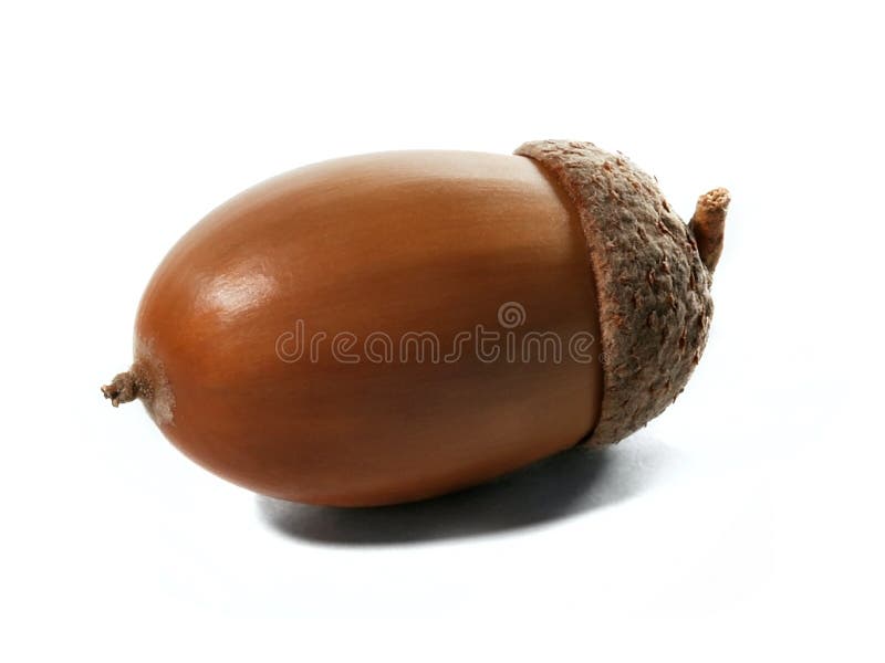 Eikel stock afbeelding. Image of achtergrond, zaad, ligging - 1975441