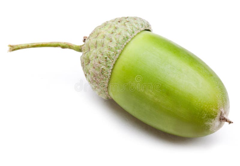 Eikel stock foto. Image of eikel, voorwerp, nave, één - 26447034