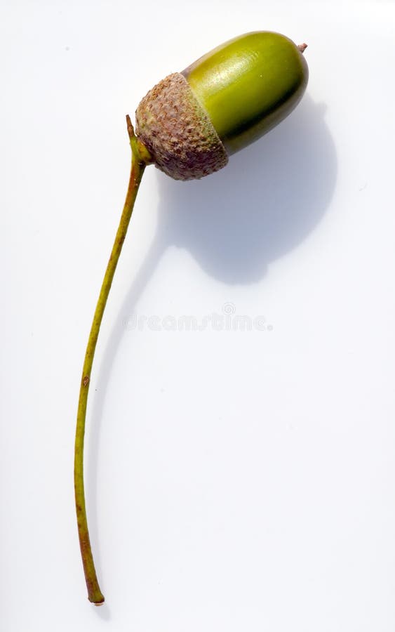 Eikel stock afbeelding. Image of eikel, boom, voedsel - 3099159