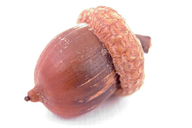 Eikel en blad stock afbeelding. Image of zilverachtig - 2966685